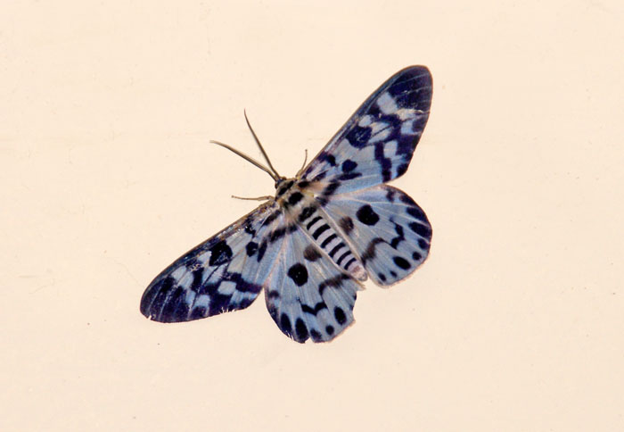 Blue Tiger Moth, Sri Lanka - fotofitis.nl