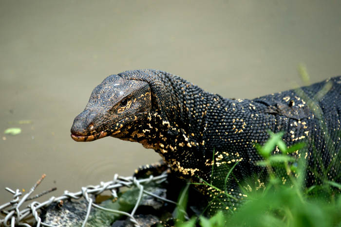 Indische (Water)Varaan, Sri Lanka - fotofitis.nl