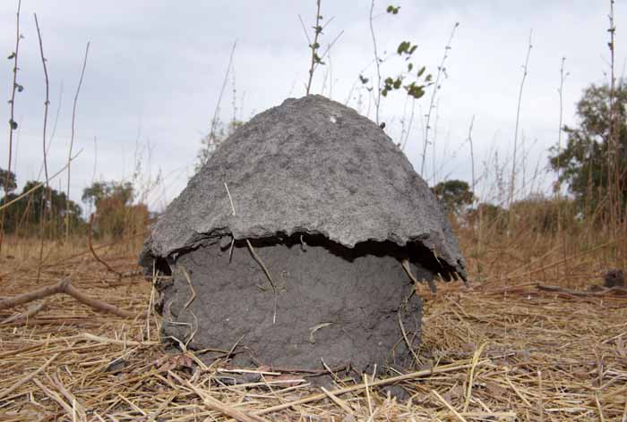 Termietenheuvel, Cubitermes speciosus - fotofitis.nl