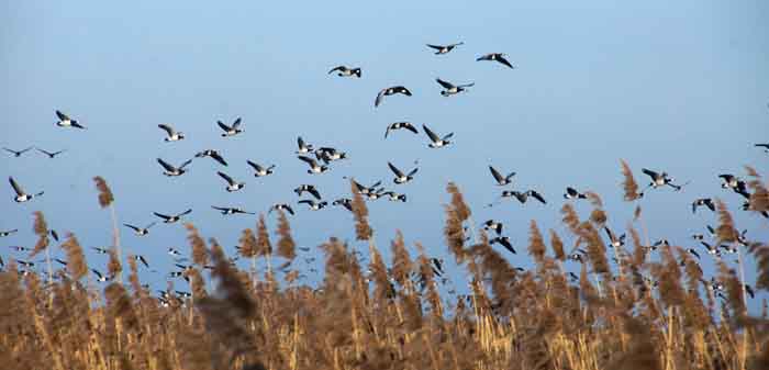 Brandganzen, Branta leucopsis - fotofitis.nl