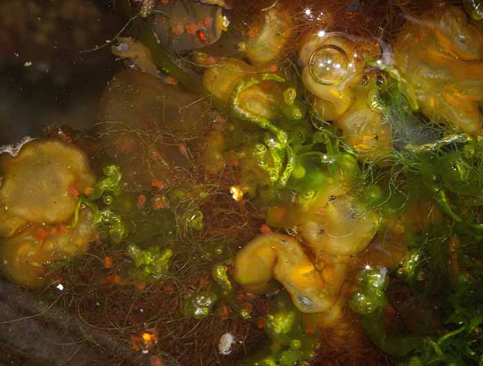 Wieren in de haven - fotofitis.nl
