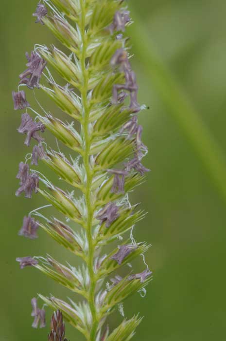 Kamgras, Cynosurus cristatus - fotofitis.nl