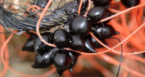 Zeekat Sepia officinalis eitjes - fotofitis.nl